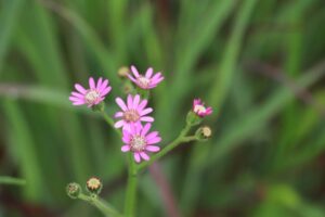 セネシオ・ポリオドンとは？｜特徴や育て方 | 初心者さんにおすすめ！小さな庭でも叶えられる簡単ガーデニングブログ